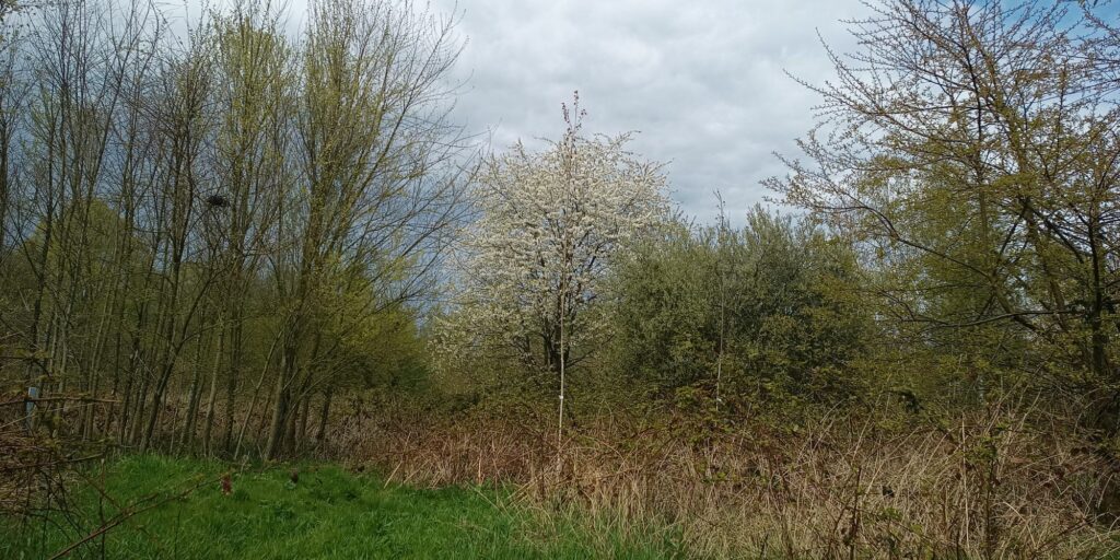 Soortendiversiteit | Bosgroepen.be