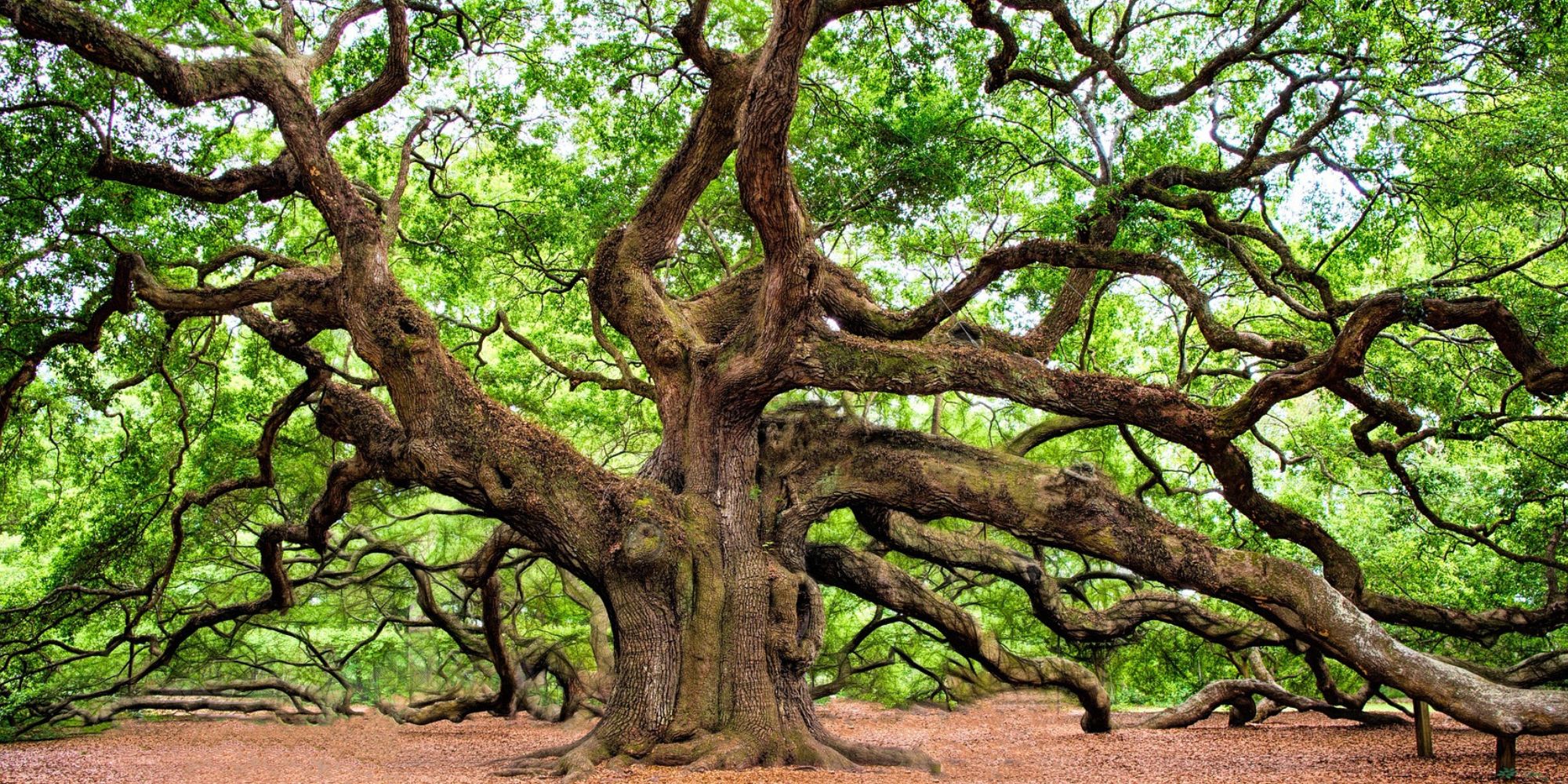 Koolstofopslag: Oude Bomen | Bosgroepen.be