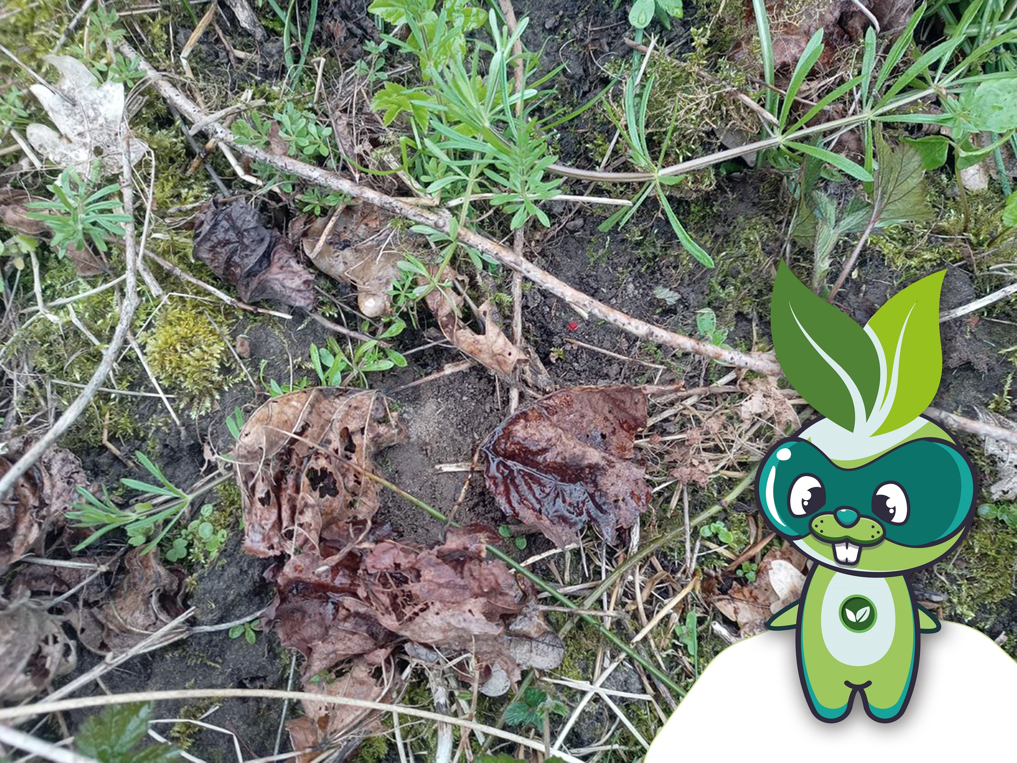 Bodem | Bosgroepen.be