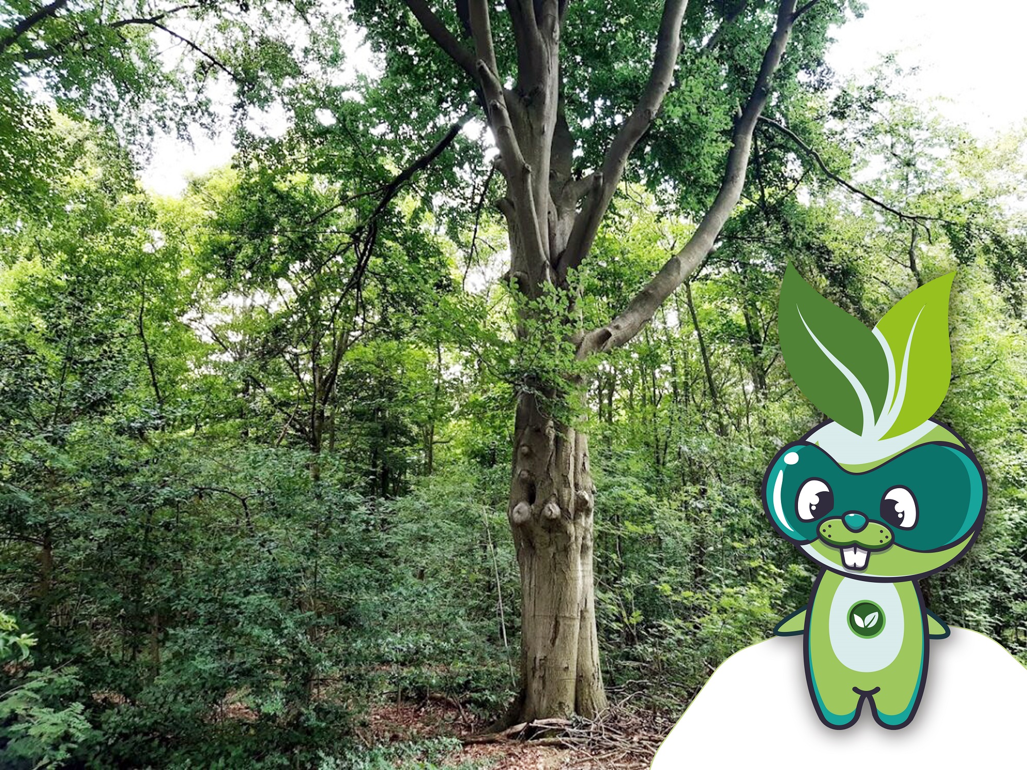 Koolstofopslag: Oude Bomen | Bosgroepen.be