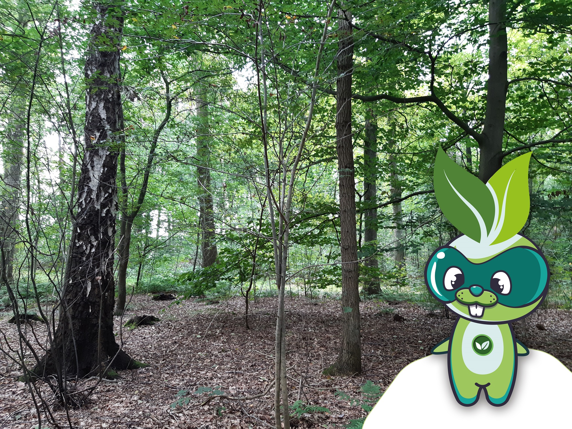 Soortendiversiteit | Bosgroepen.be